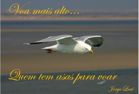 Pensamentos, adivinhas e outras coisas minhas...: VOA MAIS ALTO QUEM ...