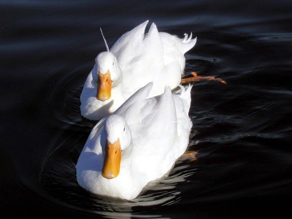 Somos Pura Energía ♡: "El Pato con Mente Humana". Eckhart Tolle.