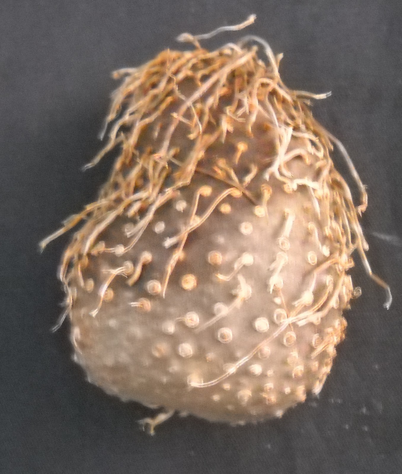 Evaluation of Nutritional and Medicinal values of Wild Tuber Crops ...