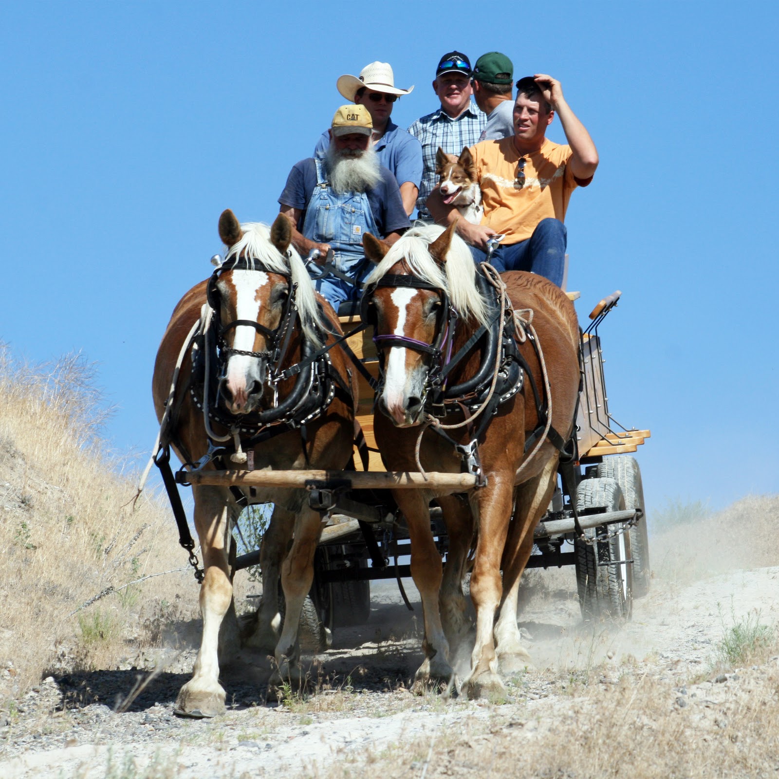 Dale Jeffrey: Floating Horses' Teeth Is Not Exclusively The Practice of ...