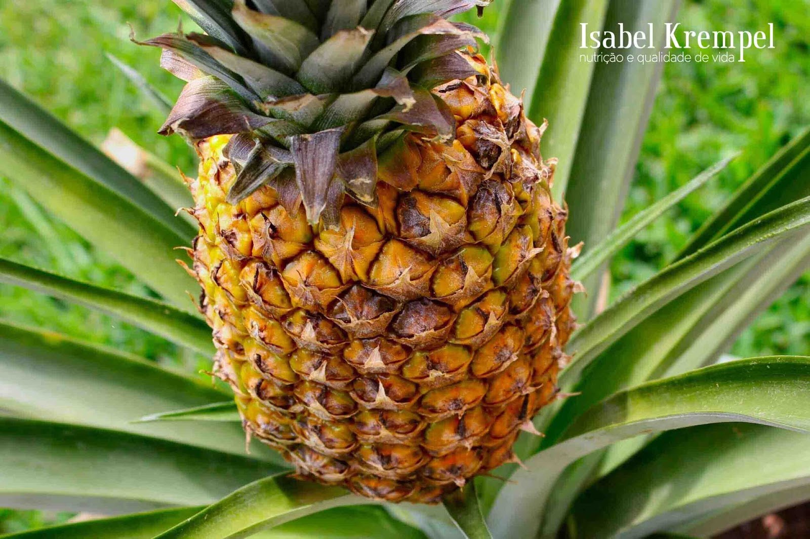 Nutricionista Isabel Krempel: Abacaxi