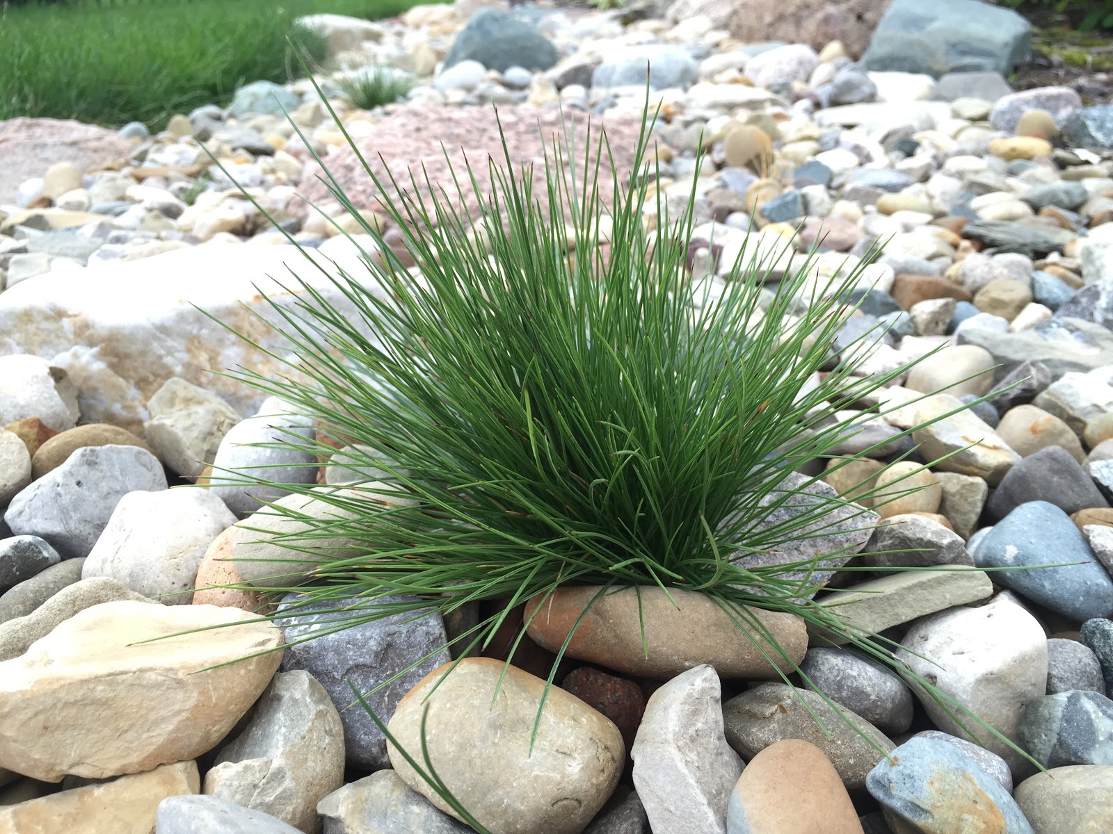 Backyard Neophyte Landscaping Blog: July 2015