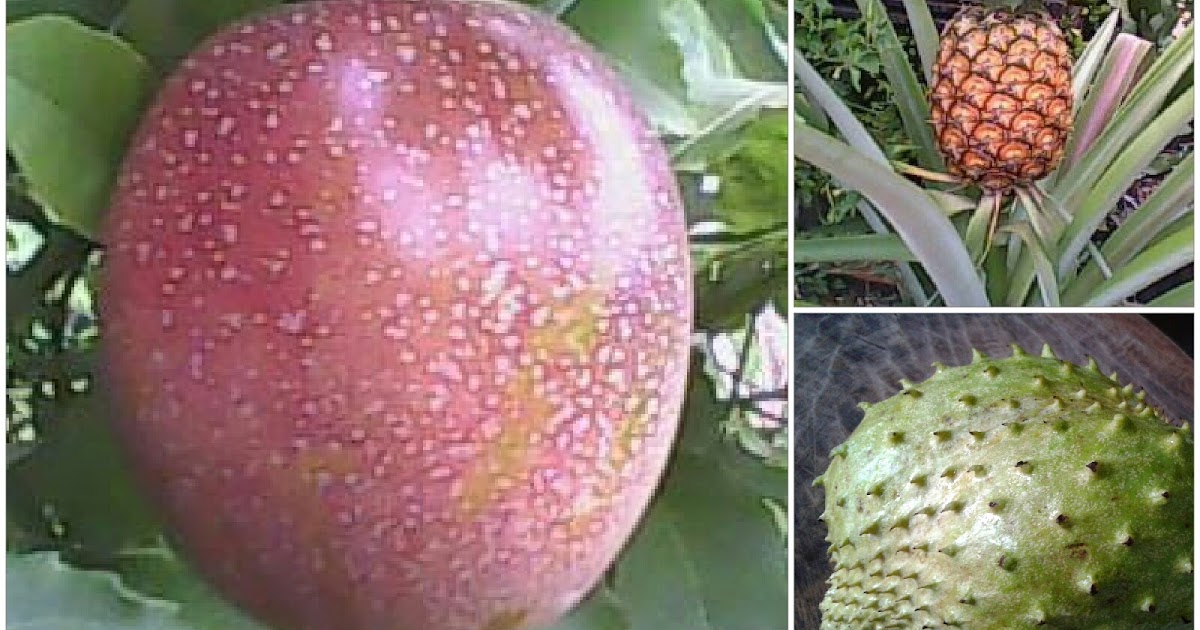 POPPING PEPPERCORNS IN A WOK BY CHEF SARAWAK: 99 RECIPES FOR TROPICAL ...