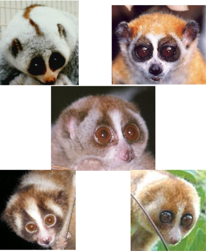 Slow Loris - The Poisonous Primate