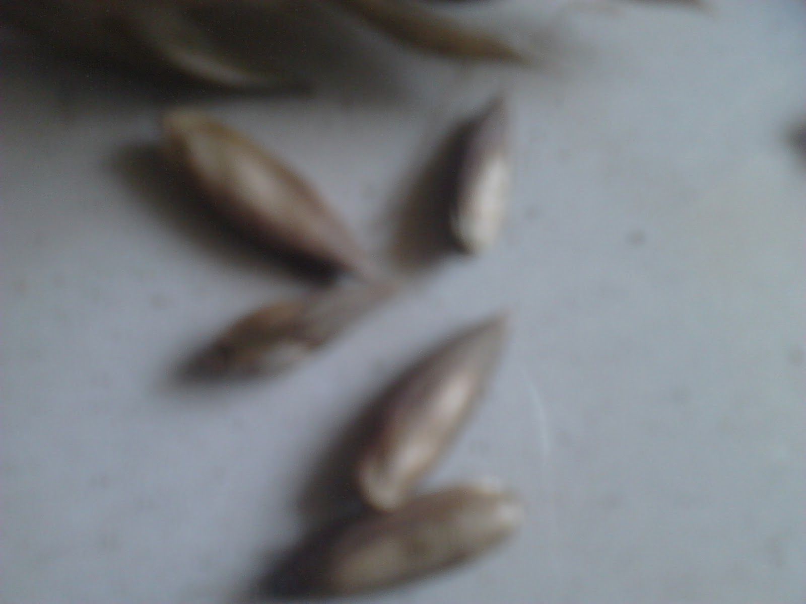 Garden Care Simplified: Close up of Crossandra Aboli Flower Seeds and Care