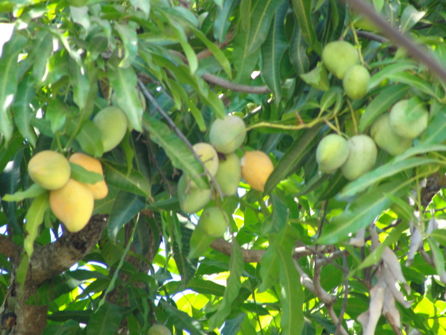My Cultured Baby: The Mango Tree