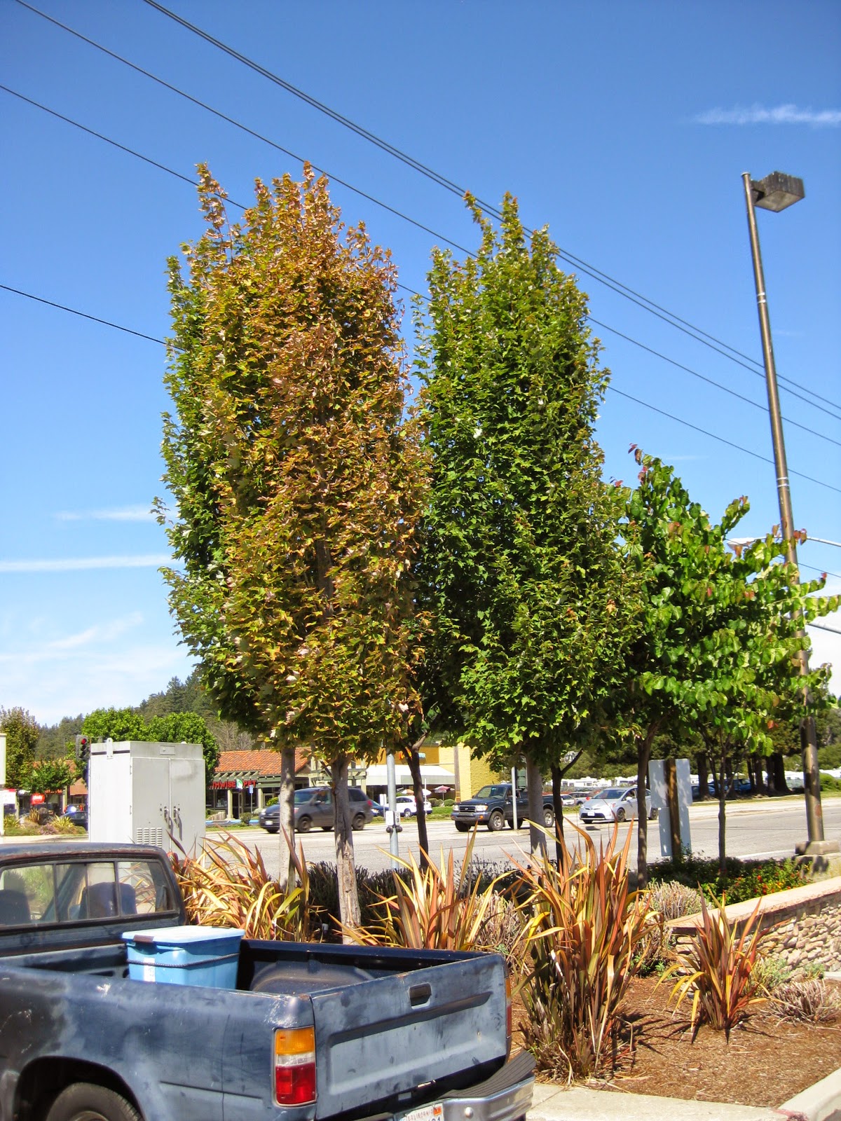 Trees of Santa Cruz County: Acer x freemanii 'Armstrong' - Armstrong Maple