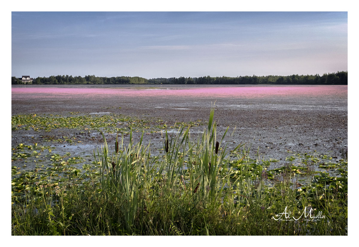 Summer at Crex Meadows Wildlife Area