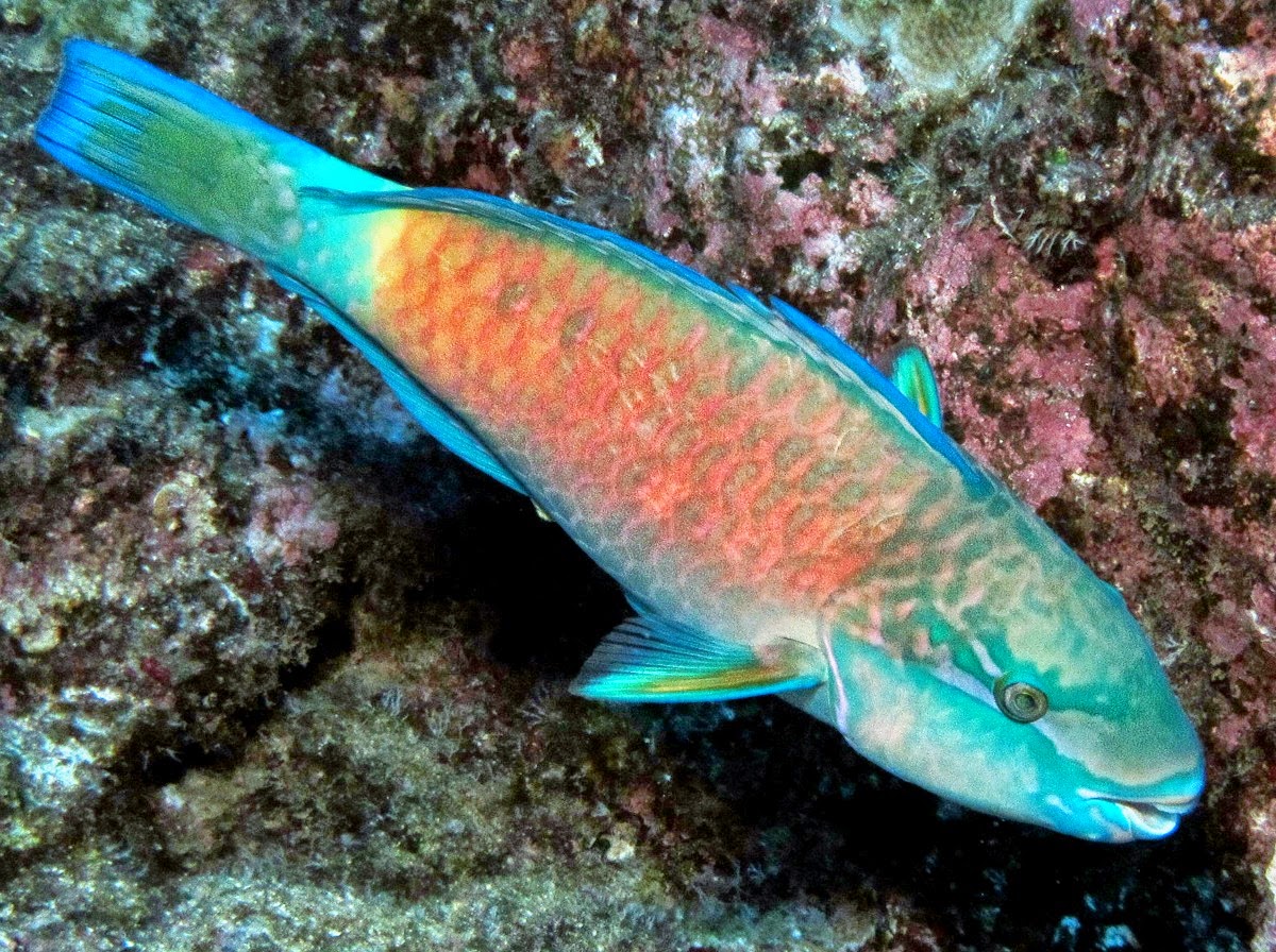 PARROTFISH photos - wallpapers (ανανεωμένο) | the fun bank