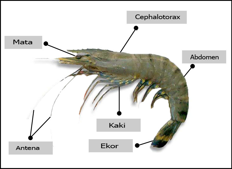 Klasifikasi Dan Morfologi Udang Windu (Penaeus Monodon)