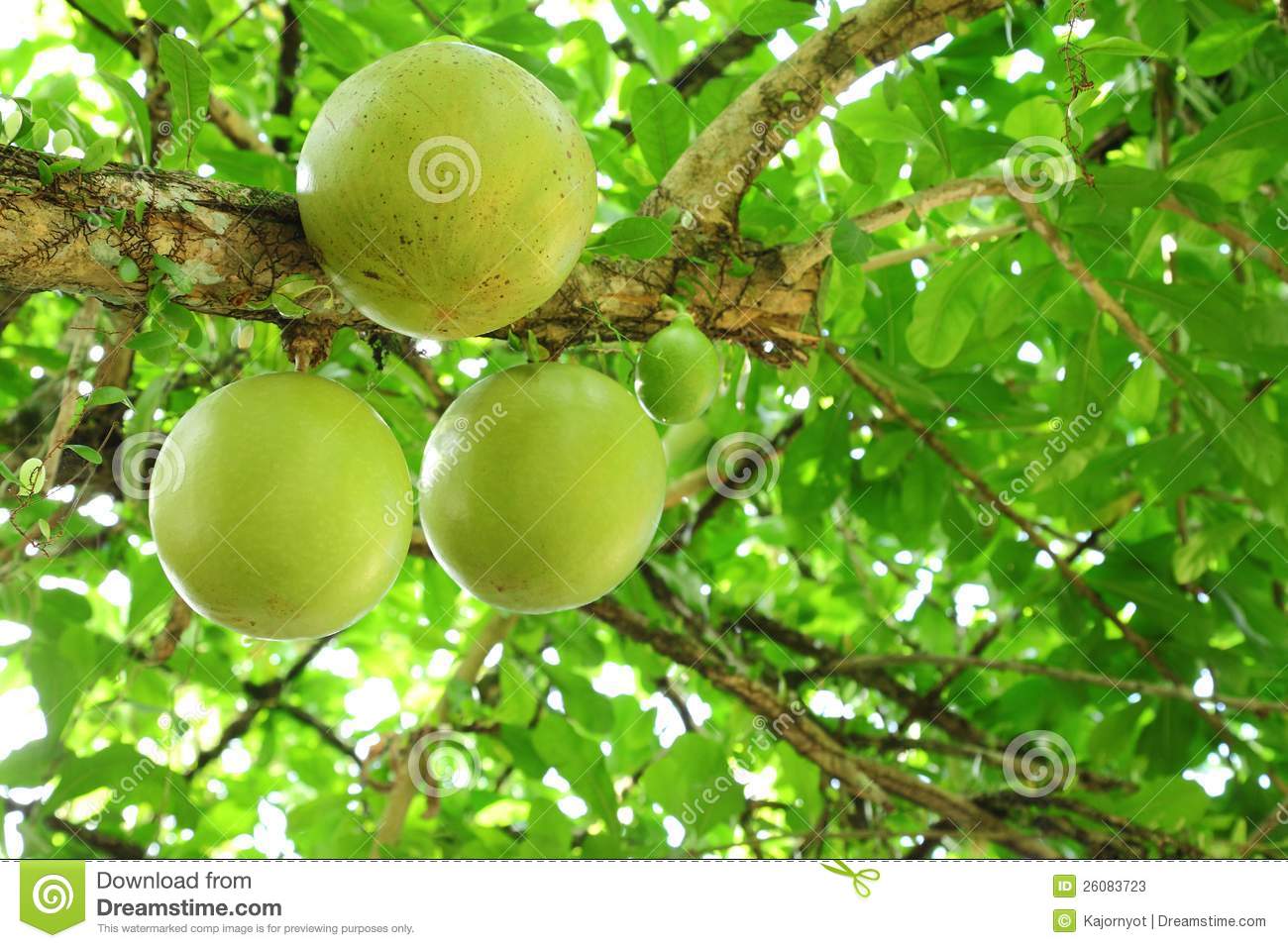 Left Foot Forward: `The Calabash tree 2