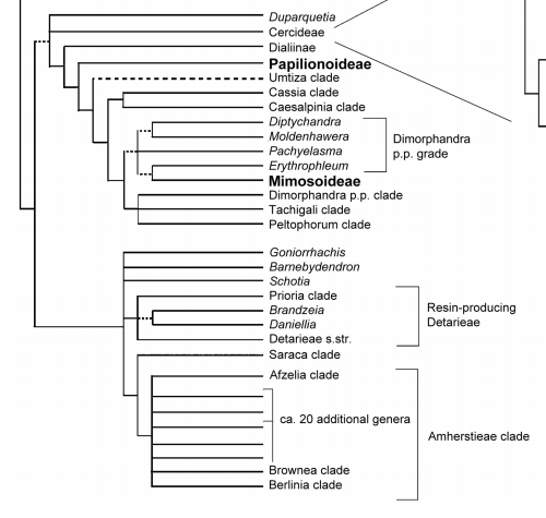 Fabaceae - Leguminosae no Brasil: Fabaceae - Legume phylogeny and ...