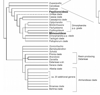 Fabaceae - Leguminosae no Brasil: Fabaceae - Legume phylogeny and ...