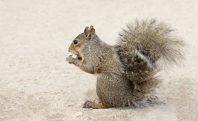Holly Cawfield Photography: Sandy Squirrel