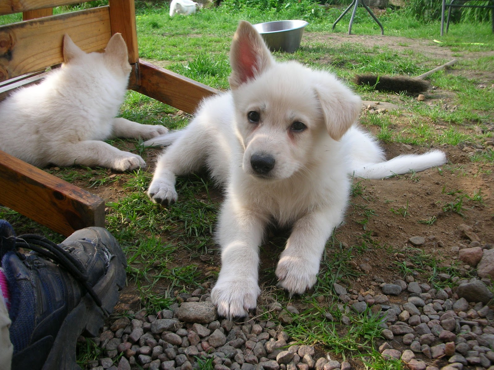 WHITE SPIRIT´S HUNDAR: Isis och Orvars valpar 7 veckor