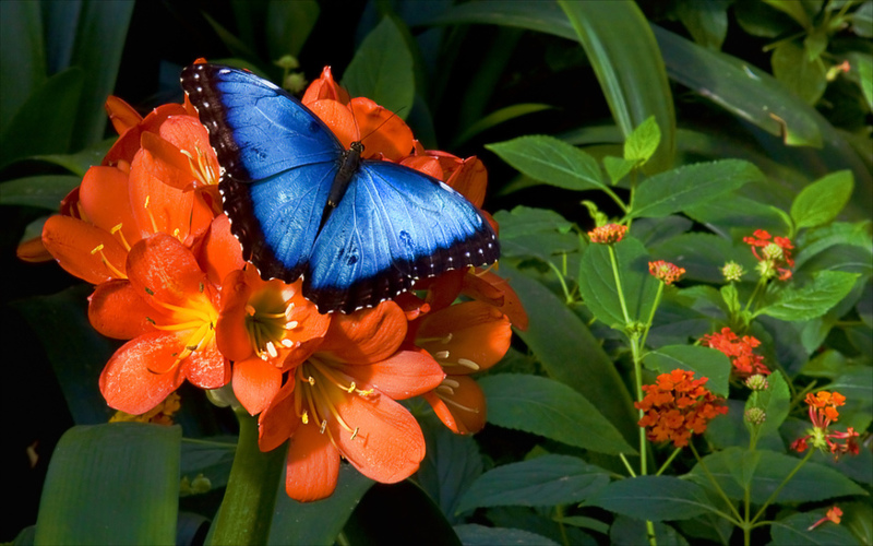 BELLEZA Y MARIPOSAS : Mariposa morpho azul