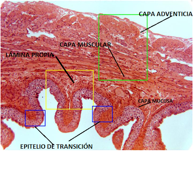 TEJIDO URINARIO: tejido urinario
