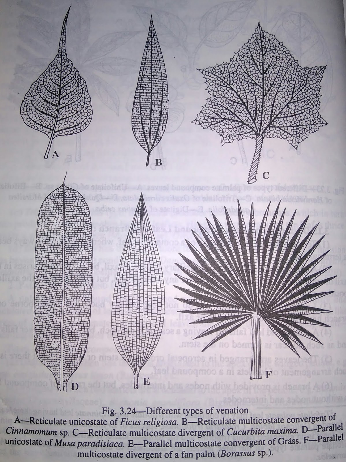 Leaf: distinction between compound leaf and branch, venation and types ...