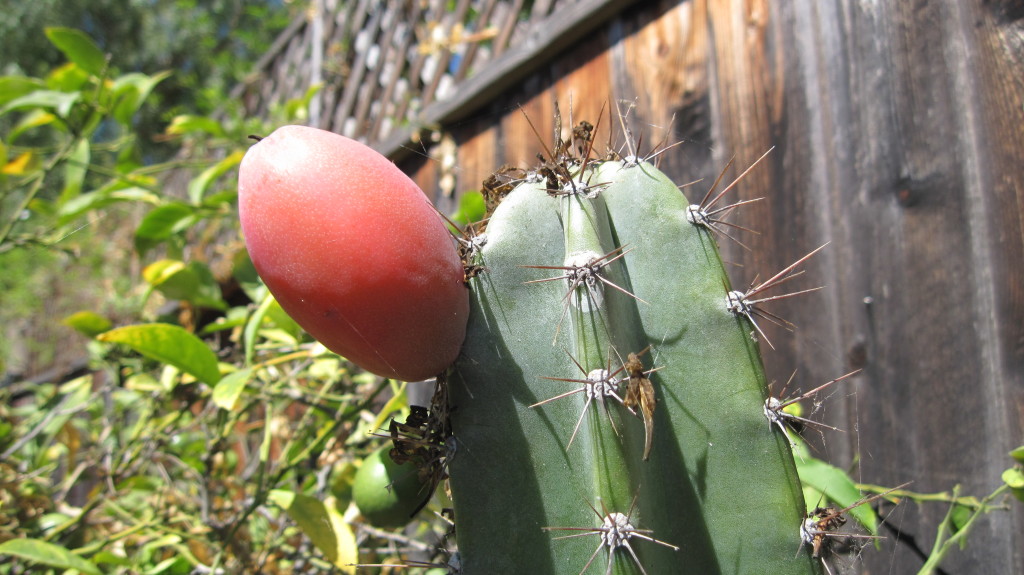 Mandacaru - Cereus jamacaru