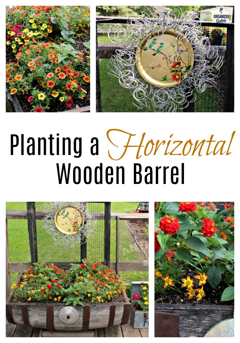 Planting My Horizontal Wooden Barrel With Calibrachoa, Bidens & Lantana ...