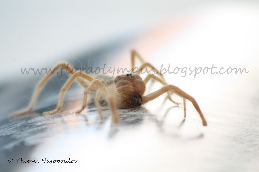 αγριολούλουδα του Ολύμπου: Solifugae στον Όλυμπο - Solifugae at Mt Olympus