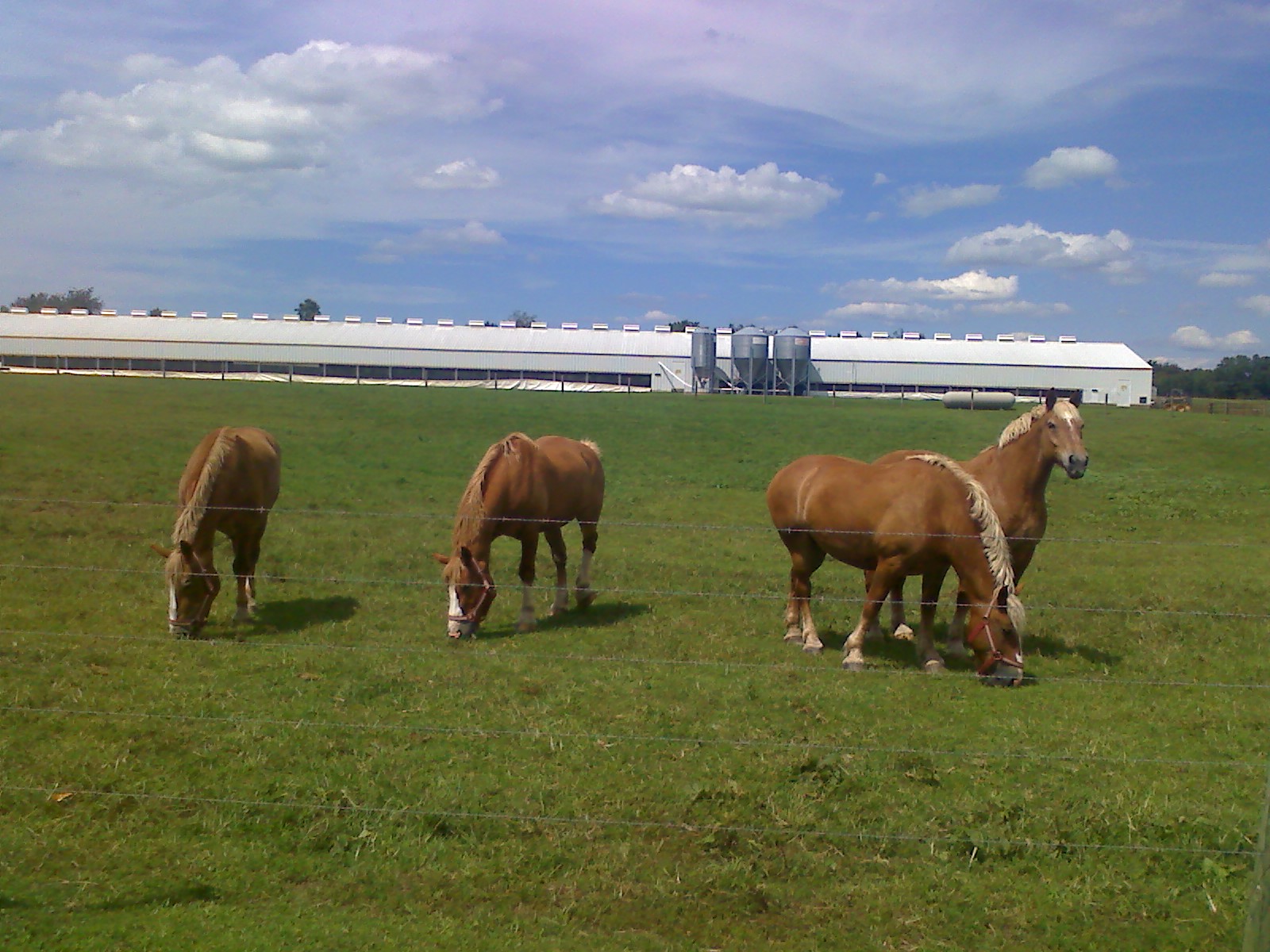 Amish Horses