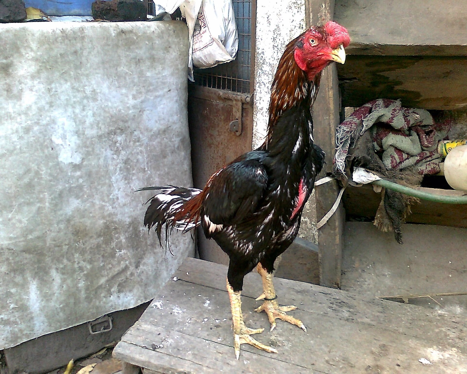 ASEEL FIGHTER PHOTOS - ASEEL FIGHTER PHOTOS