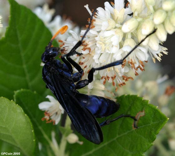 honey bee and wasp: Tarantula Hawk - (Pepsis species)