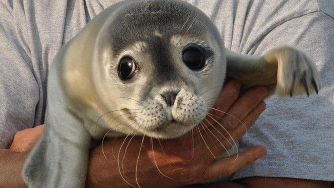 Động vật có "thả bom" không? Một nhà khoa học đã liều mình trải nghiệm ...