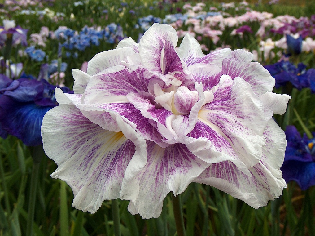 World of Irises: Colors, Patterns of Japanese Iris