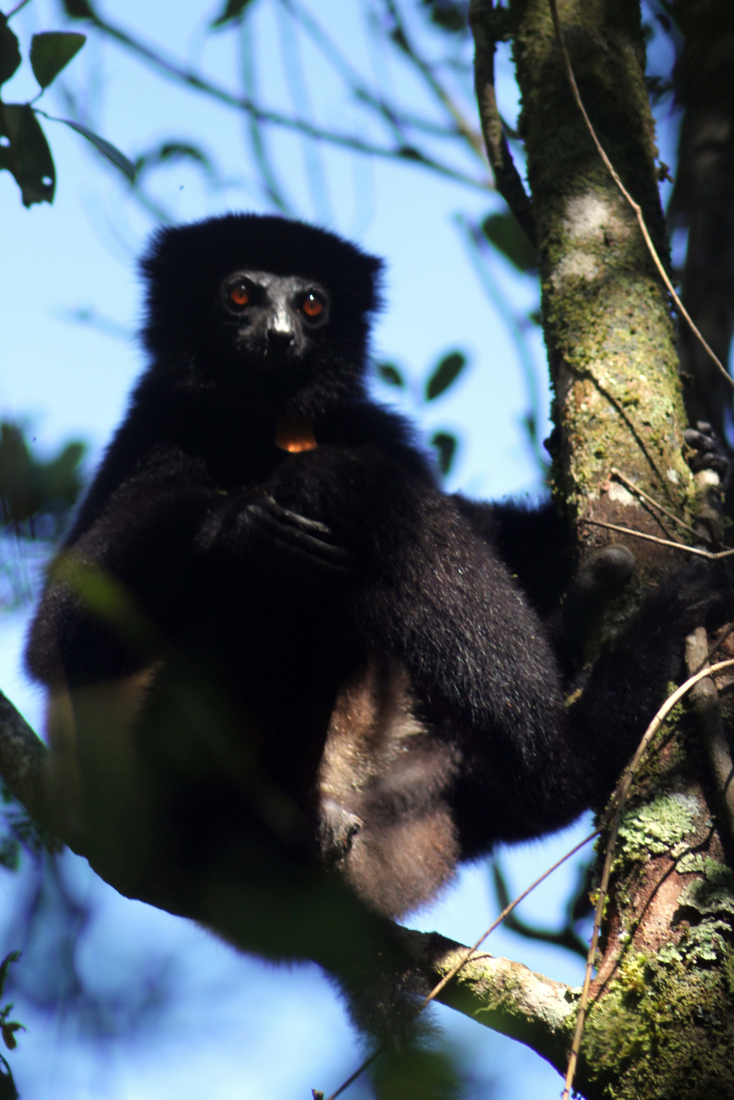 All The Live Long Day: Madagascar Honeymoon, Post #5: 17 to 18 April 2011