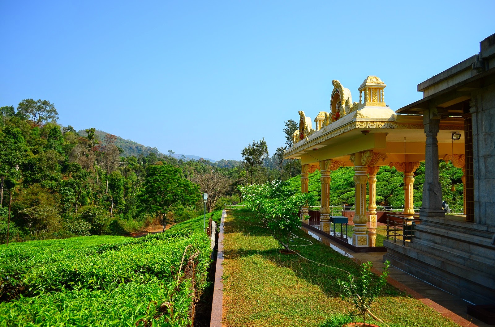 Sharath Hassan A Travelling Photographer: Samse Tea Estate near ...