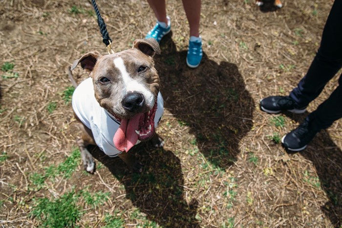 WA Pet Project PetFest© 2018 - March 11 | Australian Dog Lover