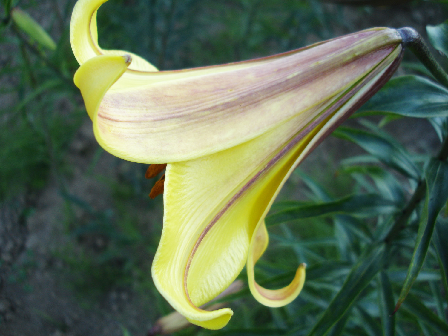 B&D Lilies Garden Blog: Color differences in Seed-grown Trumpet Lilies