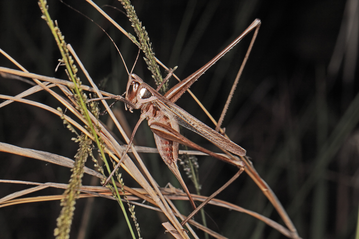 BunyipCo: March 2013