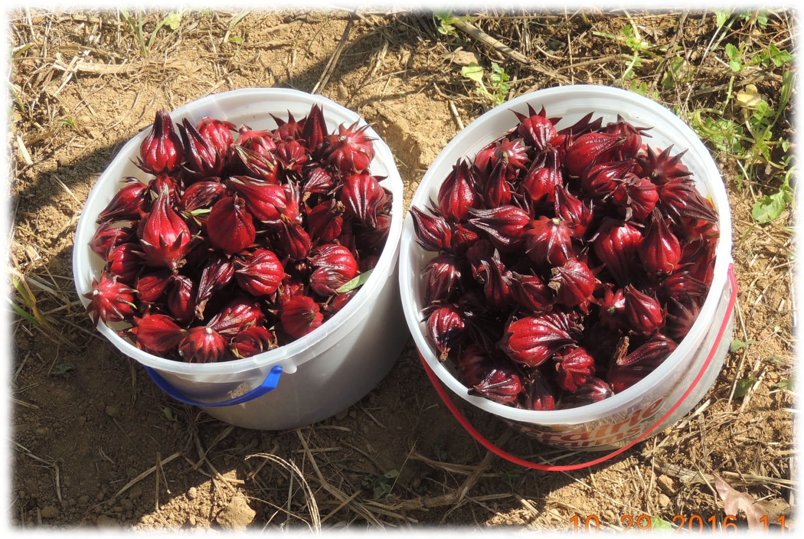 Confessions of a Crazed Cattlewoman: Thai Red Roselle Results