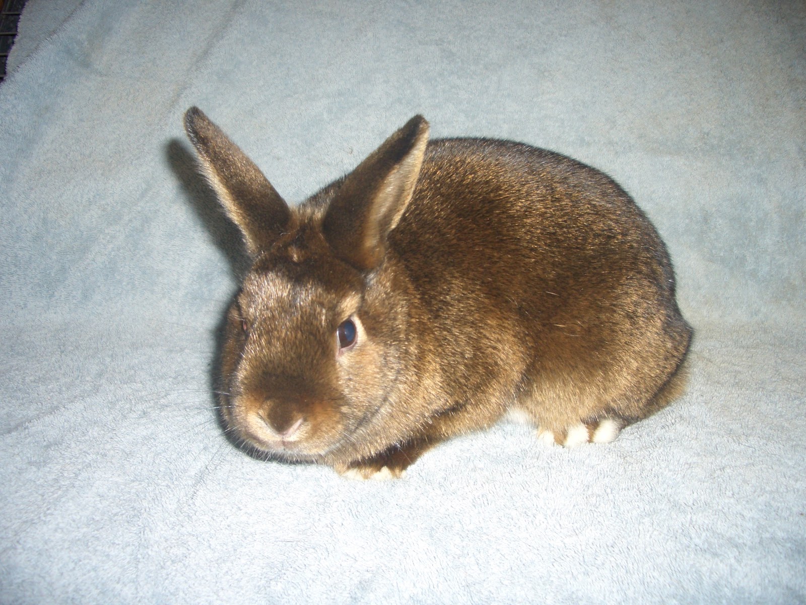 Magee Family Farm: Satins and Mini Satins