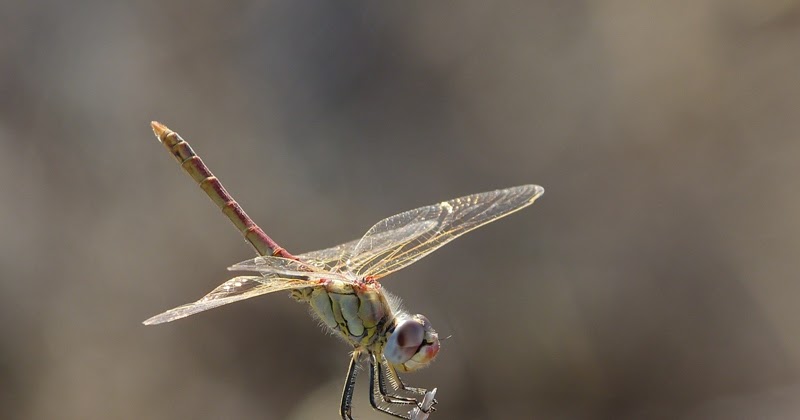Butterfly Notes: Cyprus Dragonflies and Damselflies