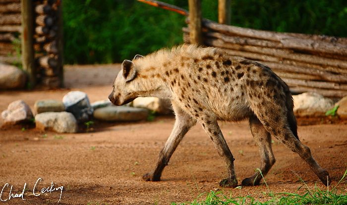 .: 9th February – One Brave Leopard!