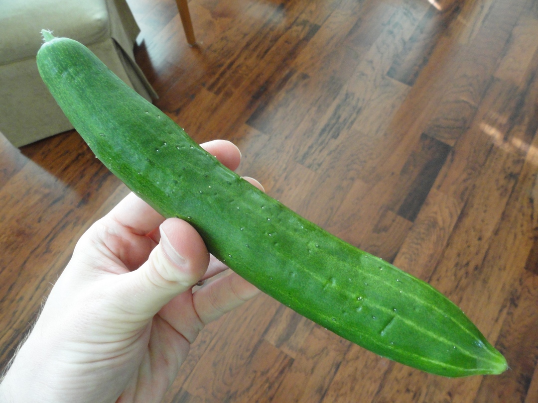Garden of Aaron: Close Up #1 -- Japanese Cucumbers, Southern Delight ...