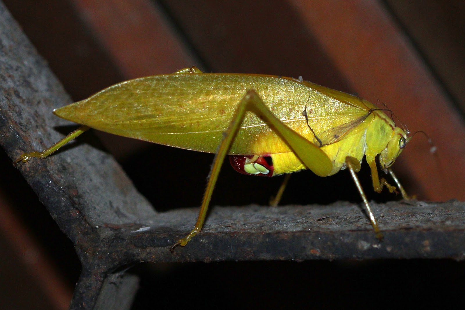 Sneaky Flies and Ginkgo Leaves: The Story of Plant Mimesis in Fossil ...