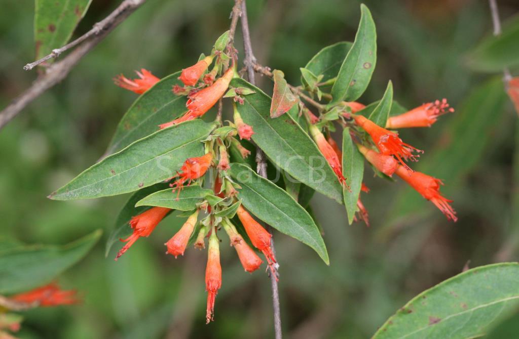 මලිත [Malitha] (Woodfordia fruticosa) ~ අපේ ඔසුපැළ Medicinal Plants of ...