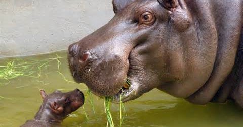 CAMINHOS BÍBLICOS: BEEMOTE, HIPOPÓTAMO OU DINOSSAURO