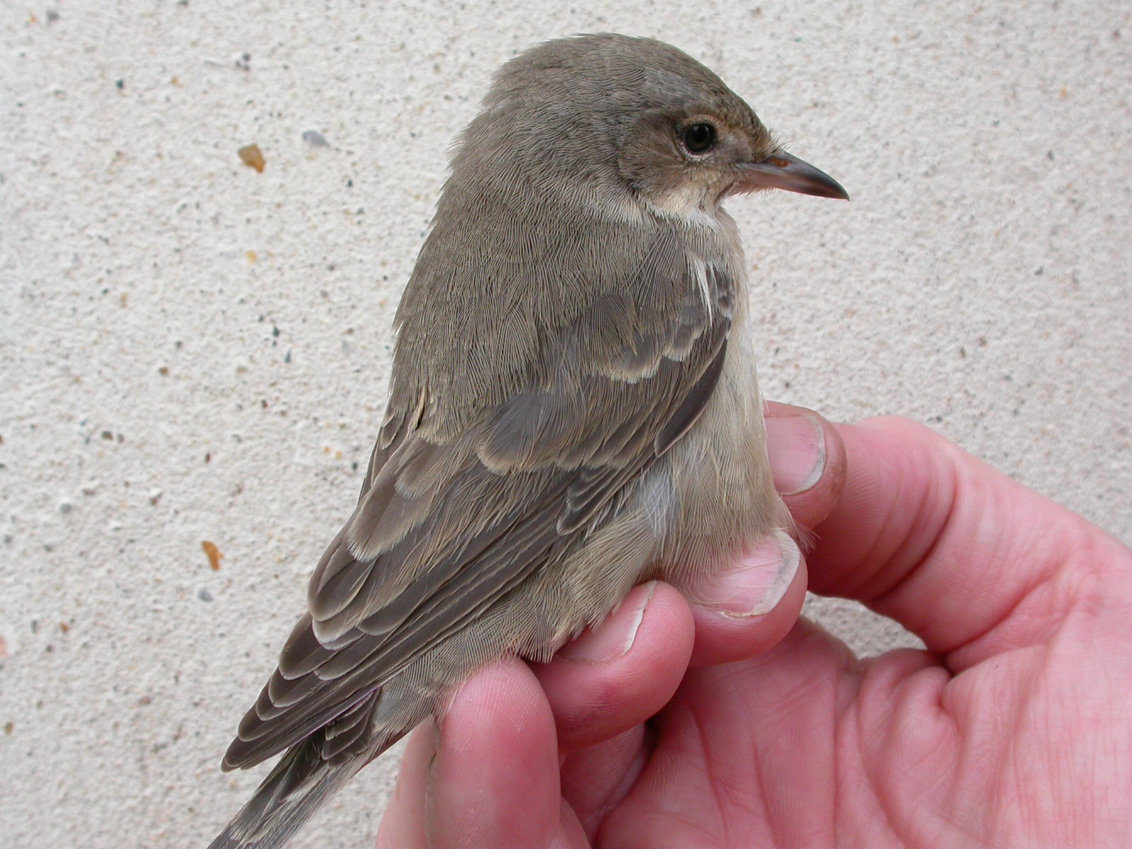 Gibraltar Point Bird Observatory Blog: 2011