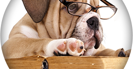 Pets N More: Oldies but Goodies: 5 Reasons to Adopt an Adult Shelter Dog