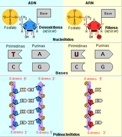 GENETICA: ADN Y ARN CUADRO SINOPTICO