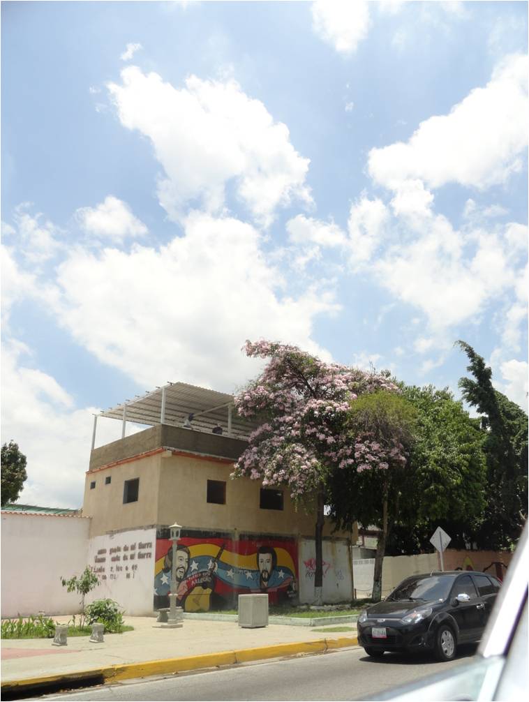 La Doctora De Las Plantas: Apamate (Tabebuia rosea) un árbol ...