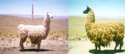 llama con: The Breeds of Llamas