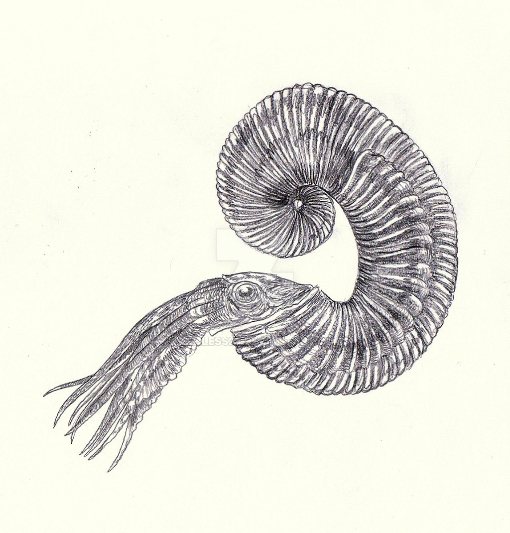 Escenarios prehistóricos: Scaphites