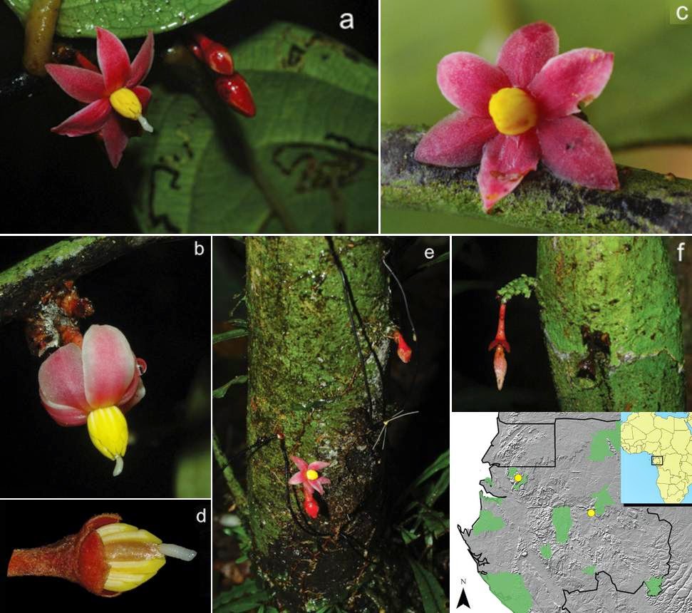 Species New to Science: [Botany • 2015] Sirdavidia solannona • An ...